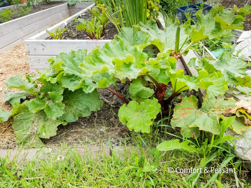 HOW TO GROW RHUBARB - Comfort & Peasant